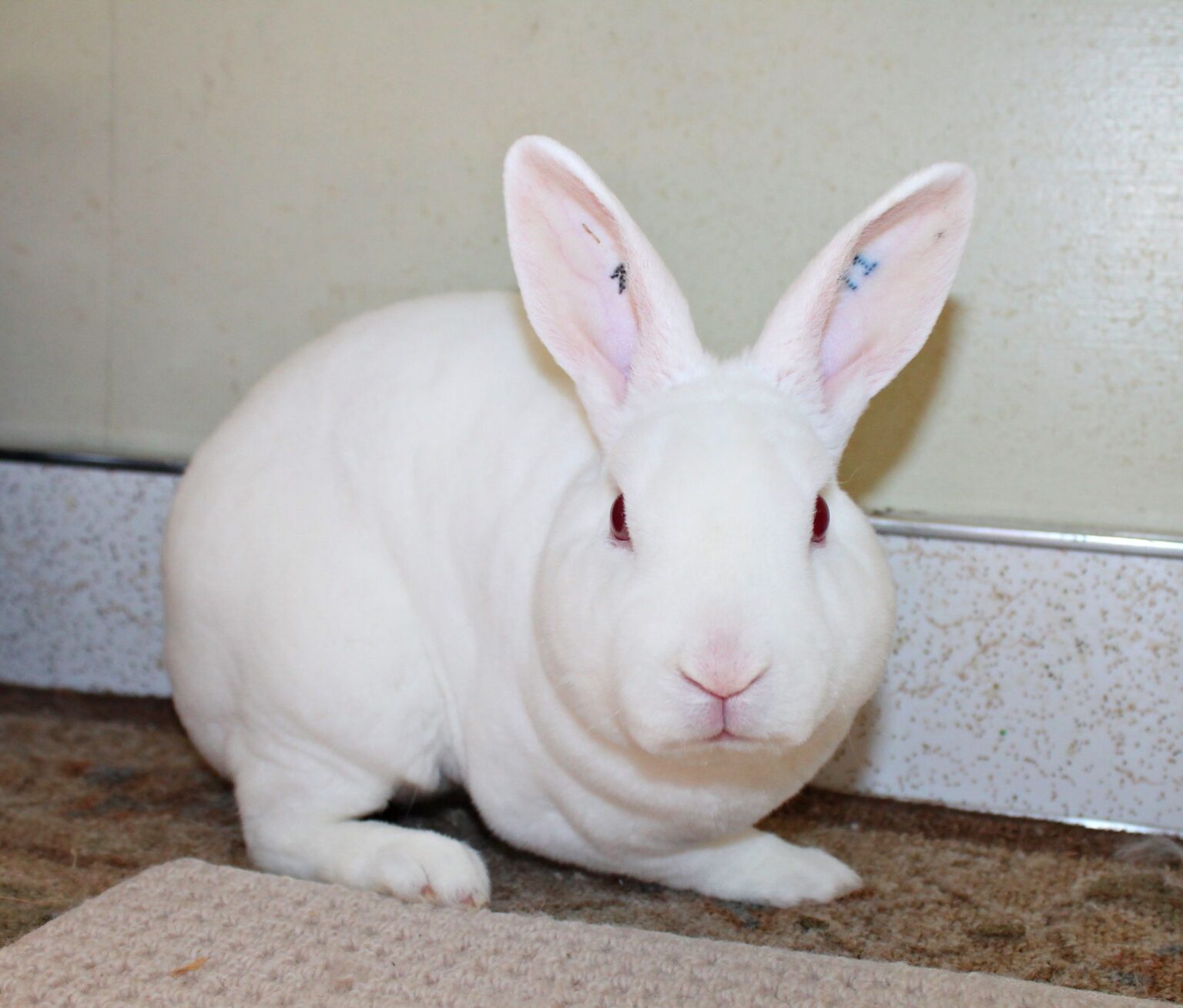 Buy Male & Female Rex Rabbit Online – TROY Kelso Farms