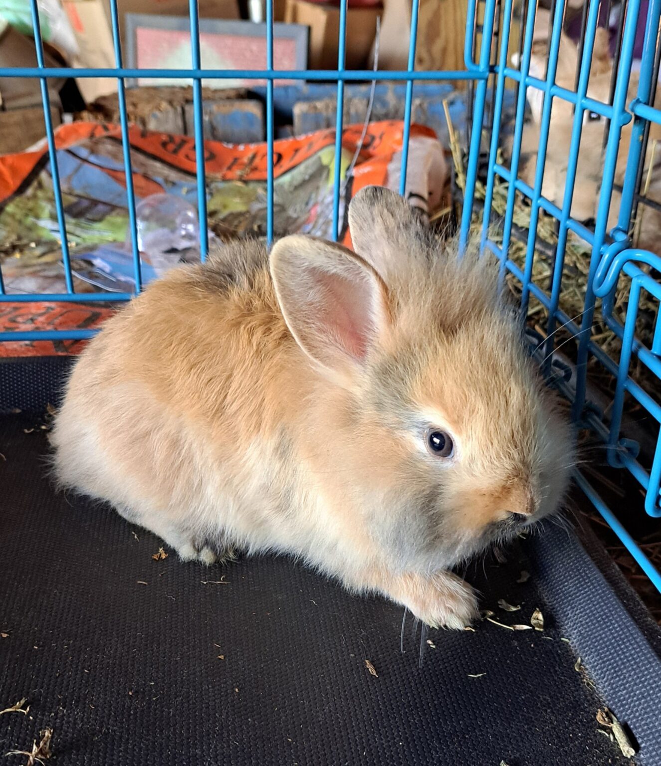 Buy Baby Bunnies – Male & Female Litters – Baby Rabbits for Sale – TROY ...