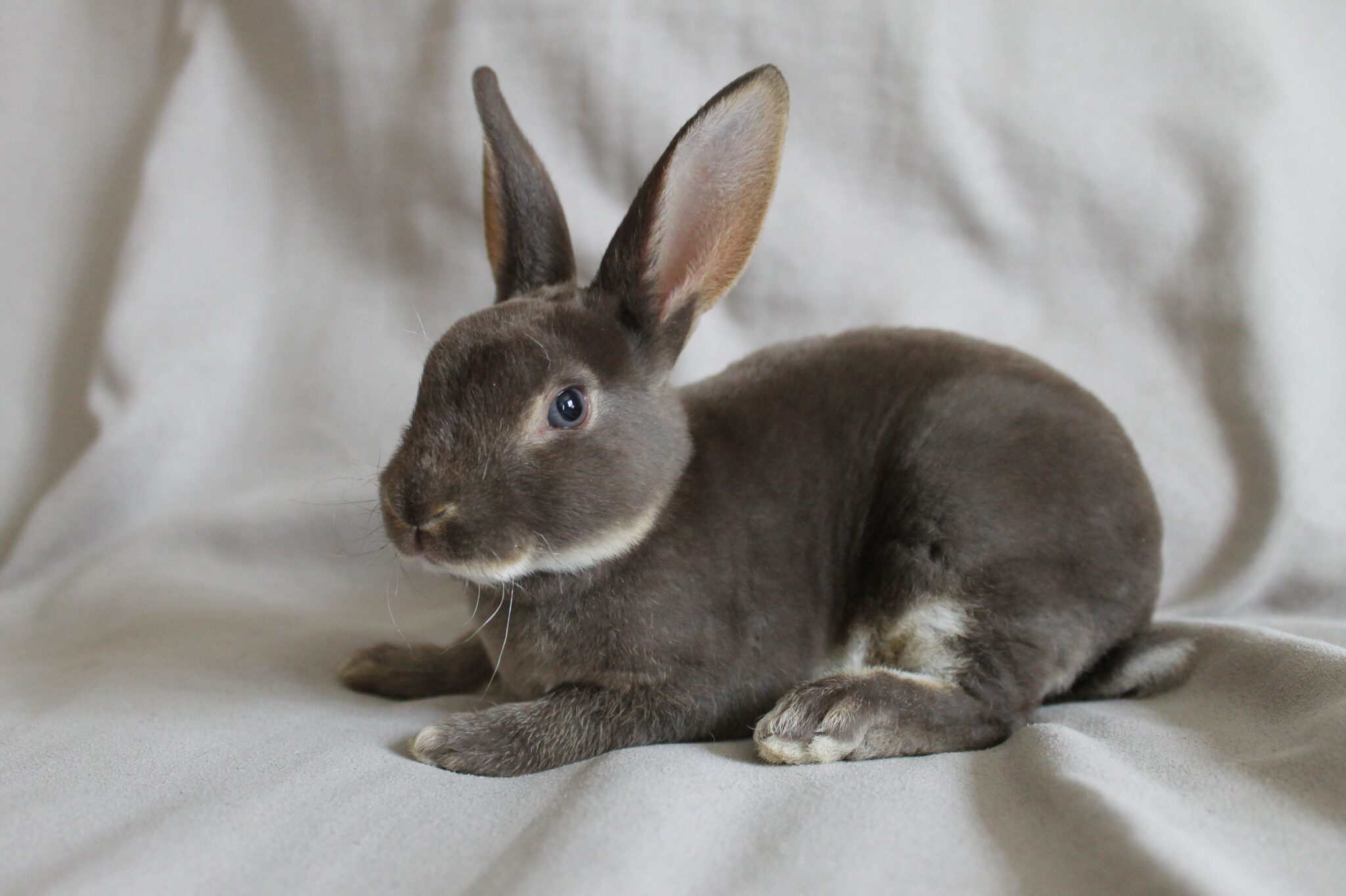 Buy Male & Female Rex Rabbit Online – TROY Kelso Farms