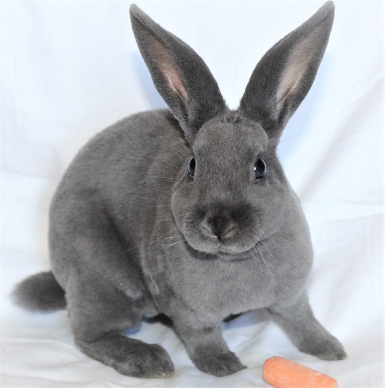 Buy Male & Female Rex Rabbit Online – TROY Kelso Farms
